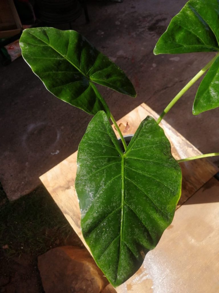 Alocasia o Manto de Eva - Botanicshop