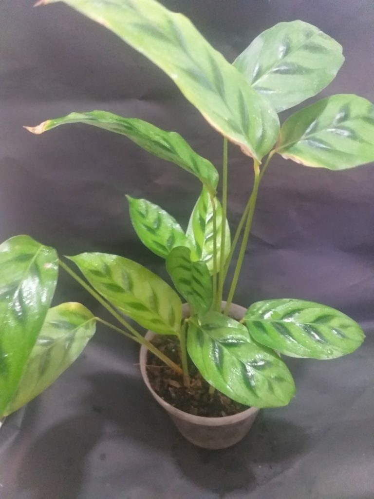 CALATHEA LEOPARDINA - Botanicshop