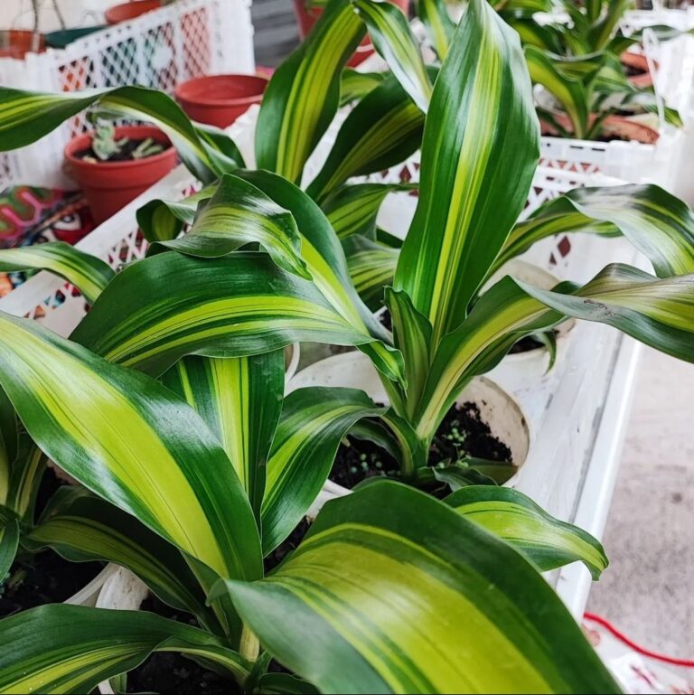 Dracaena Massangeana o Palo de Agua - Botanicshop