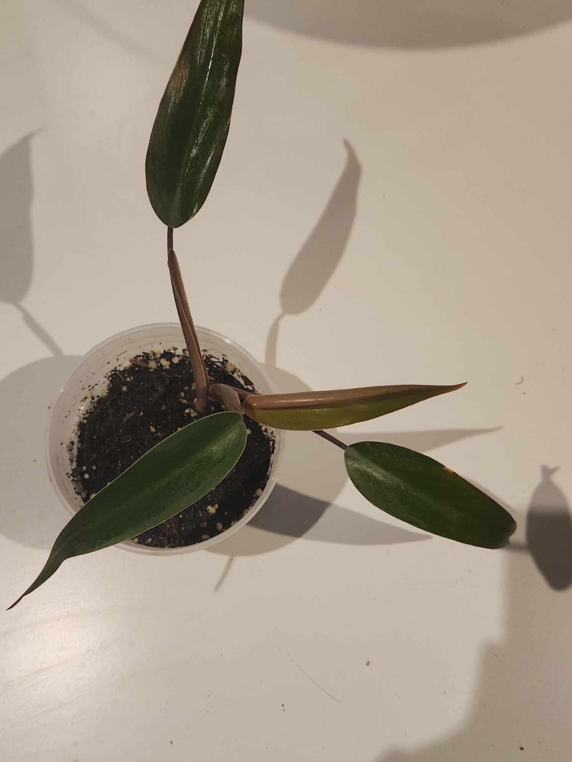 Philodendron Principe negro(Black Princess) - Botanicshop