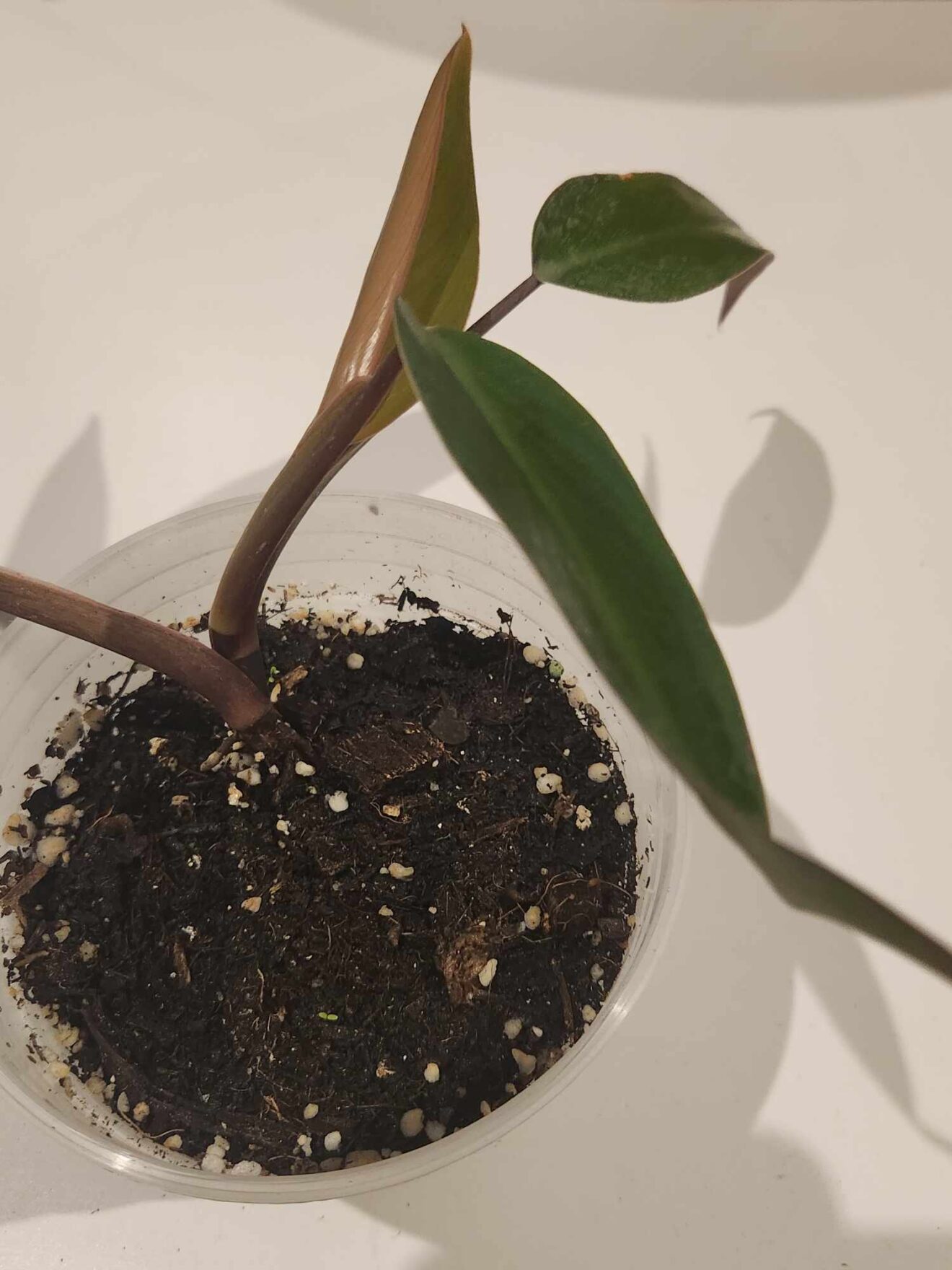 Philodendron Principe negro(Black Princess) - Botanicshop